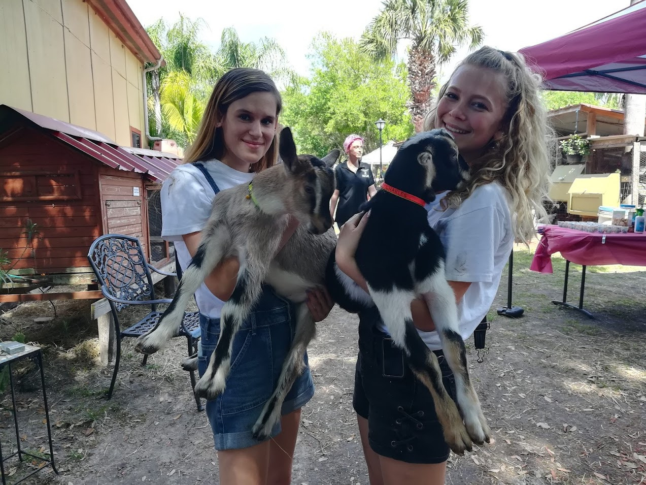 Farm Day - The Dancing Goat Dairy