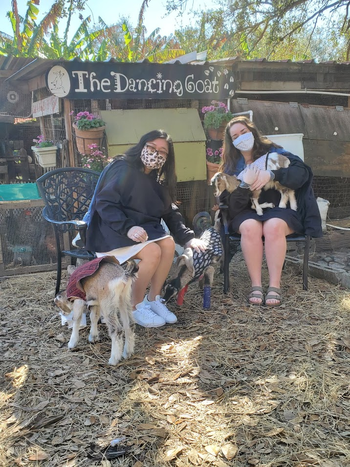 Visit - The Dancing Goat Dairy